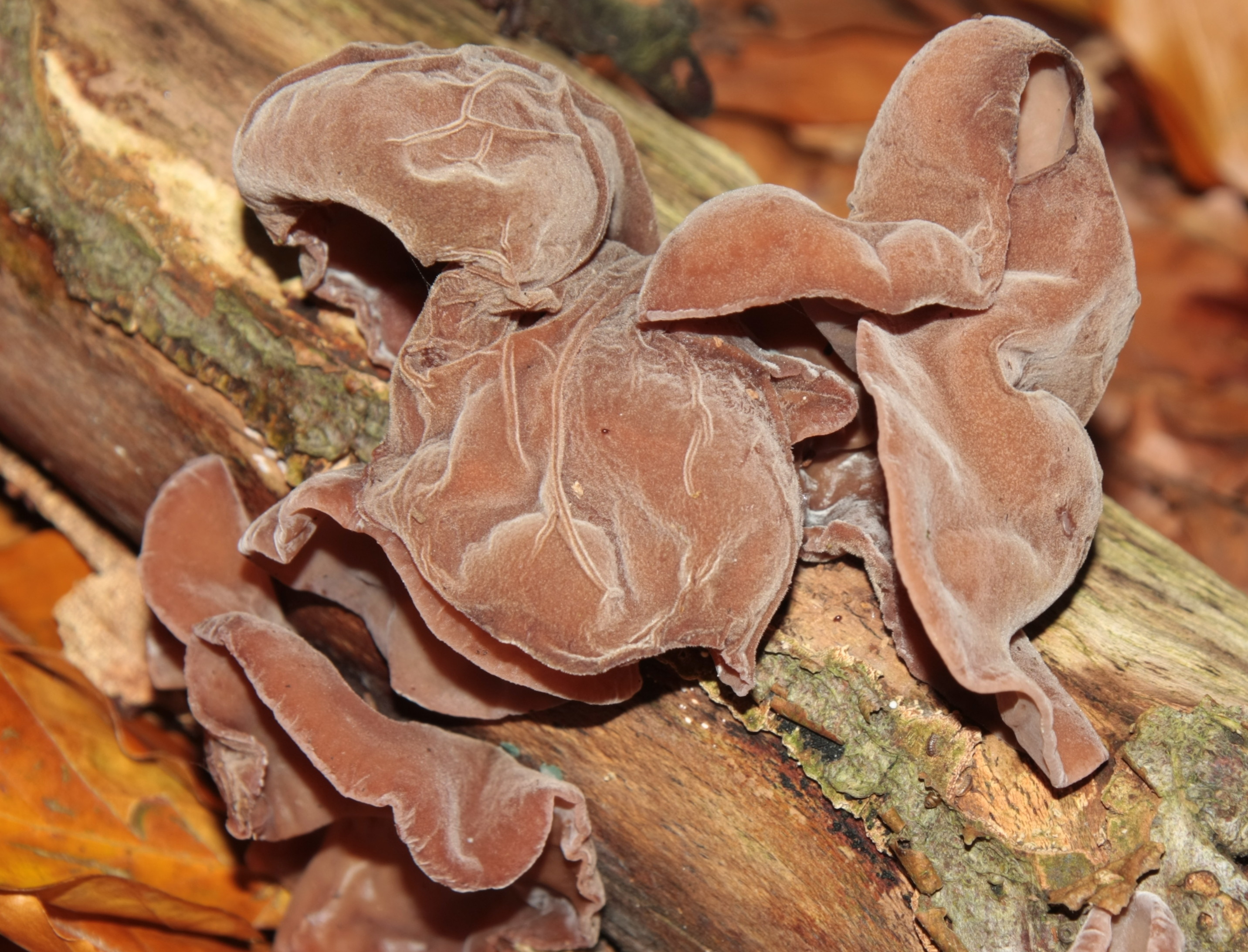 Tremella foliacea - Rotbrauner Zitterling